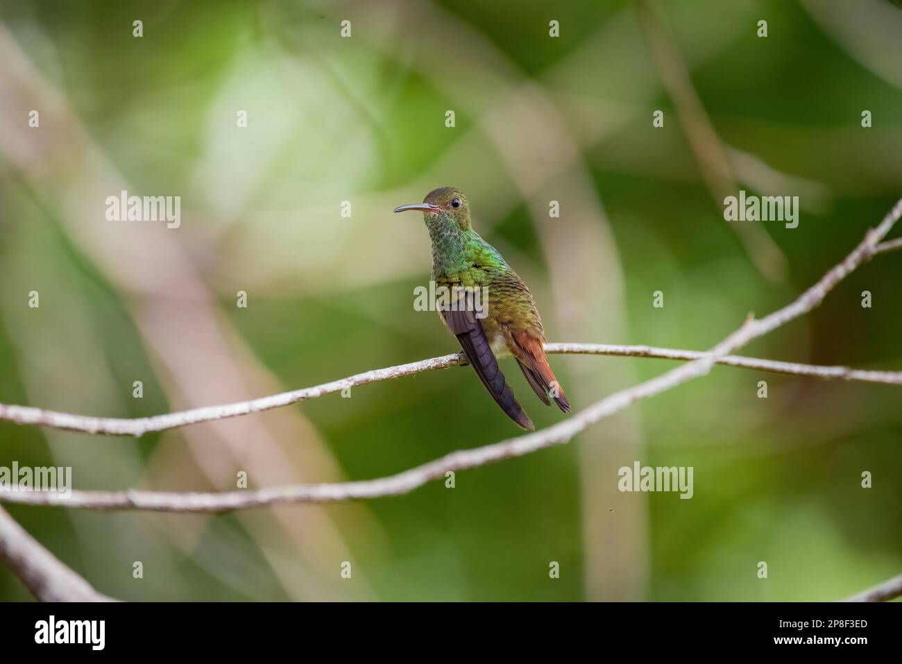 Little brown hummingbird hi-res stock photography and images - Alamy