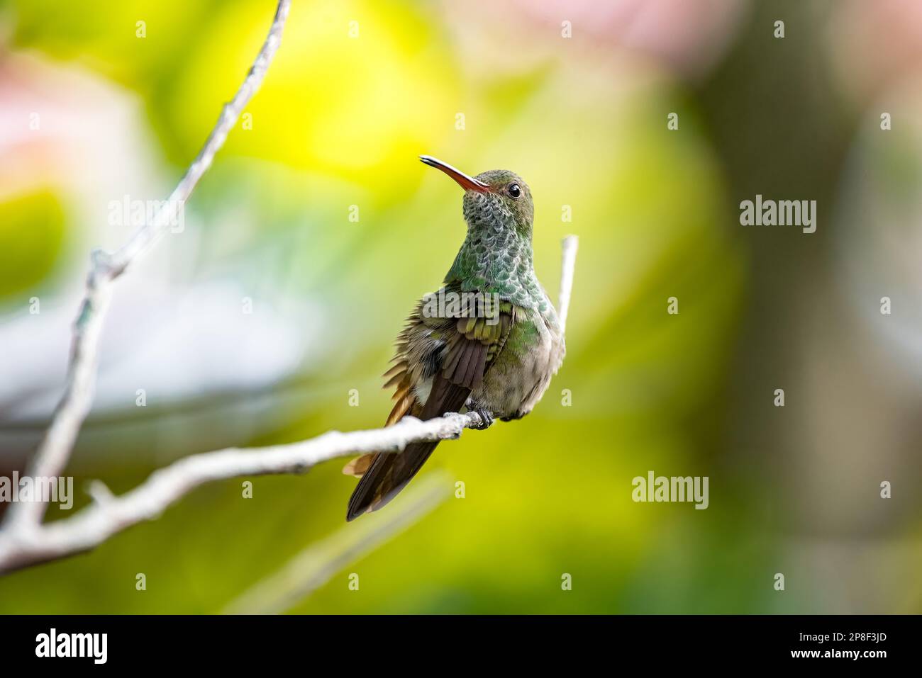 Little brown hummingbird hi-res stock photography and images - Alamy