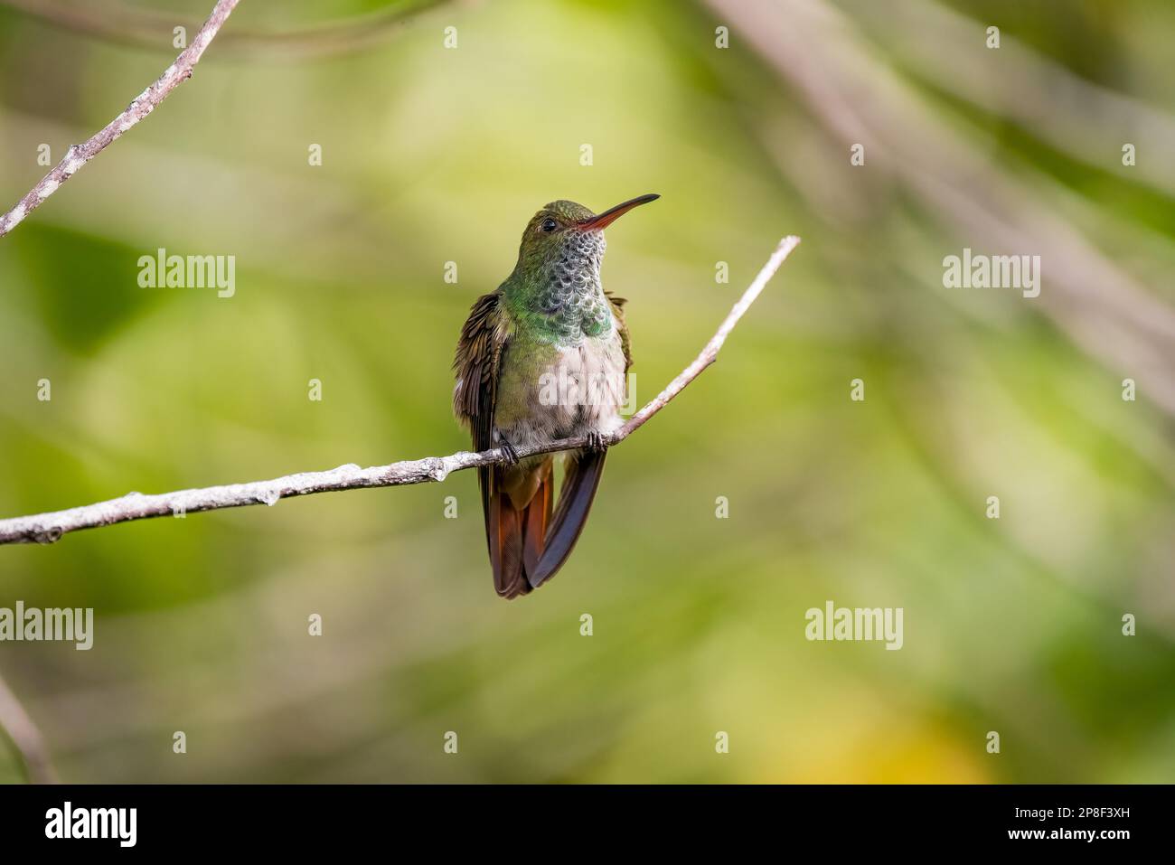 Little brown hummingbird hi-res stock photography and images - Alamy