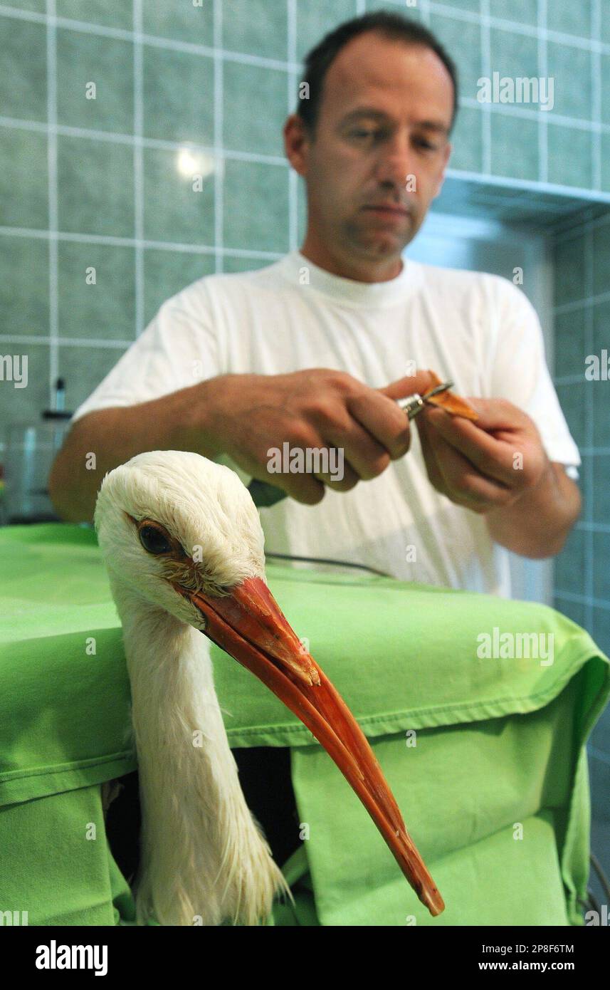 Dental prostheses specialist Tamas Kothay, right, prepares an ...