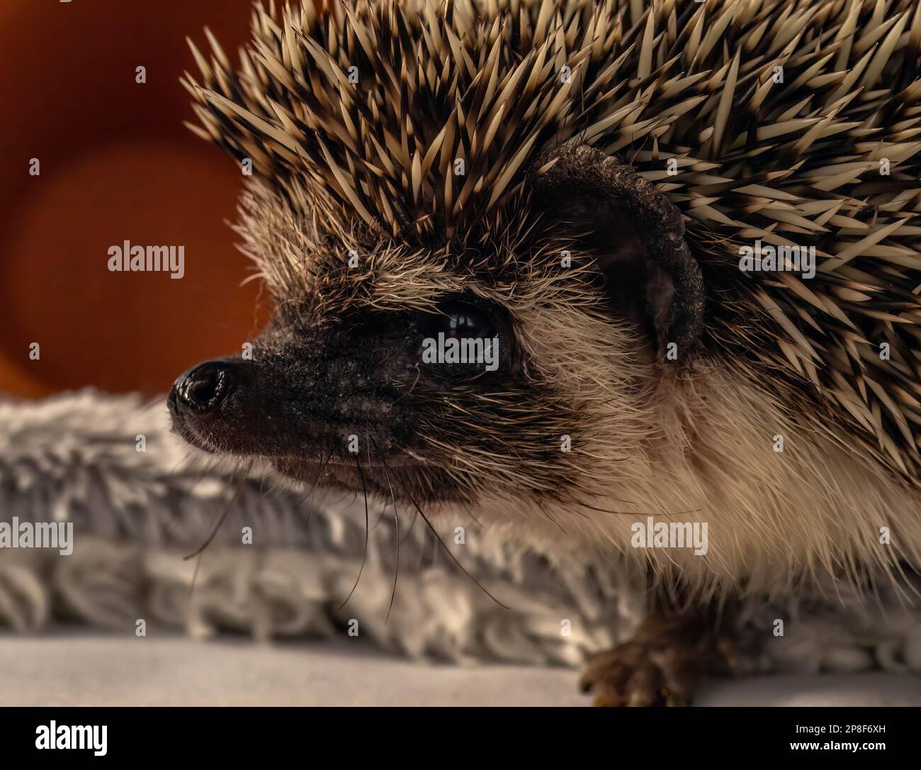 African Pygmy Hedgehog close up portrait Stock Photo - Alamy