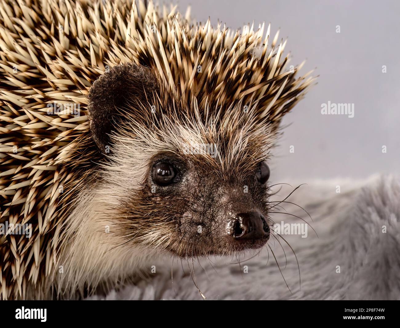 Hedgehogs quills close up hi-res stock photography and images - Alamy
