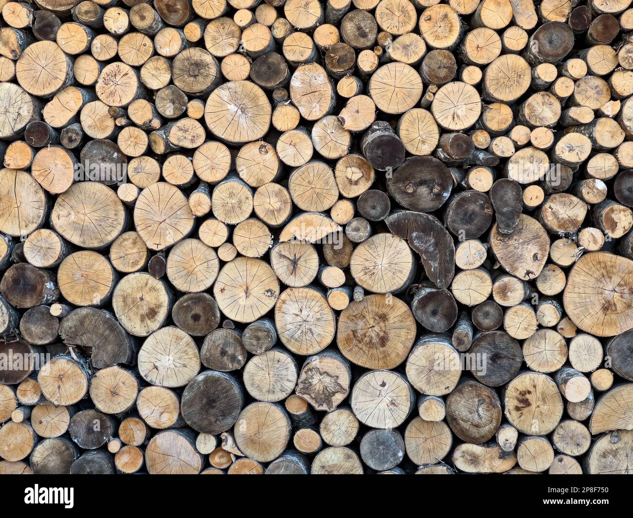 Large wooden tree trunks hi-res stock photography and images - Alamy