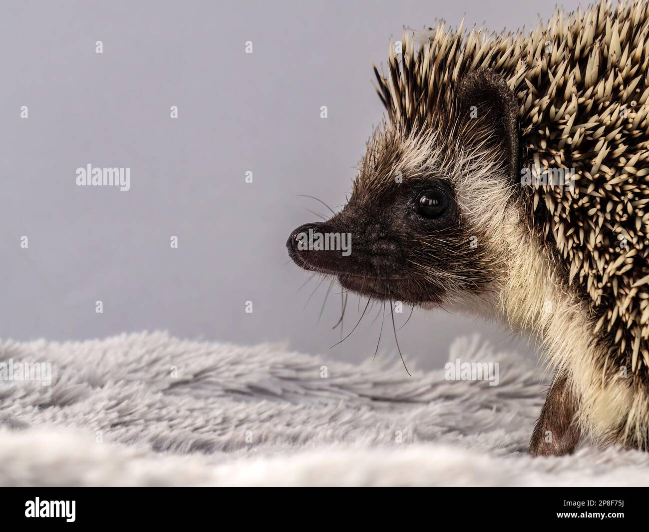 African Pygmy Hedgehog close up portrait Stock Photo - Alamy