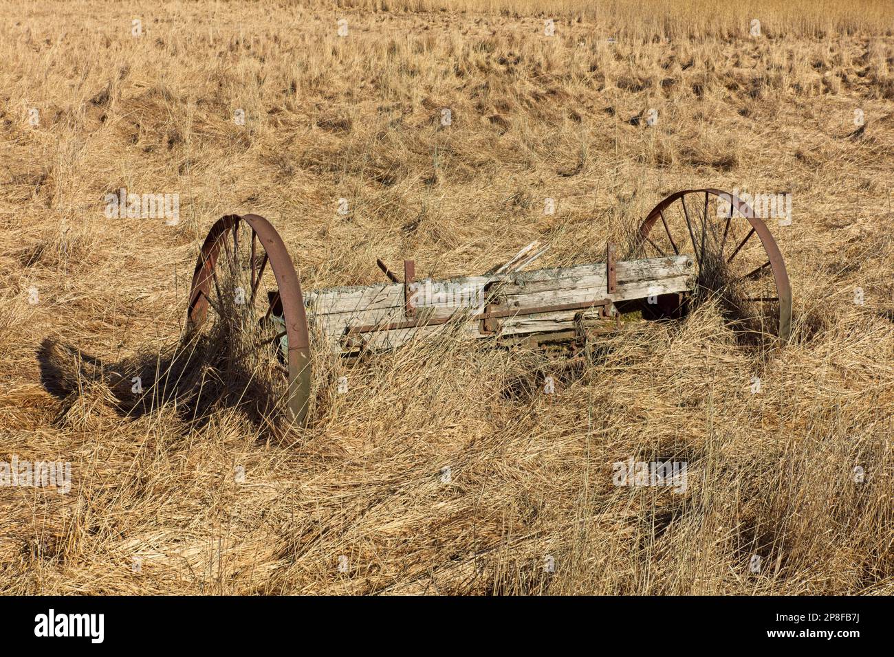 An abandoned piece of farm machinery in a field of tall dry yellow ...