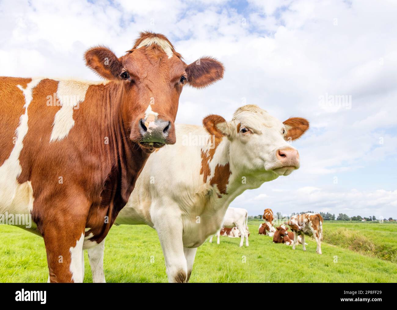 Two happy cows, looking curious red and white, one in front of the ...