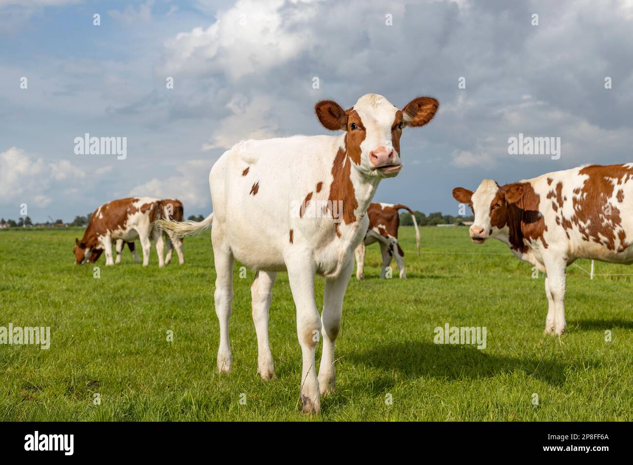 Heifer cow, cute red and white, oncoming and approaching walking ...