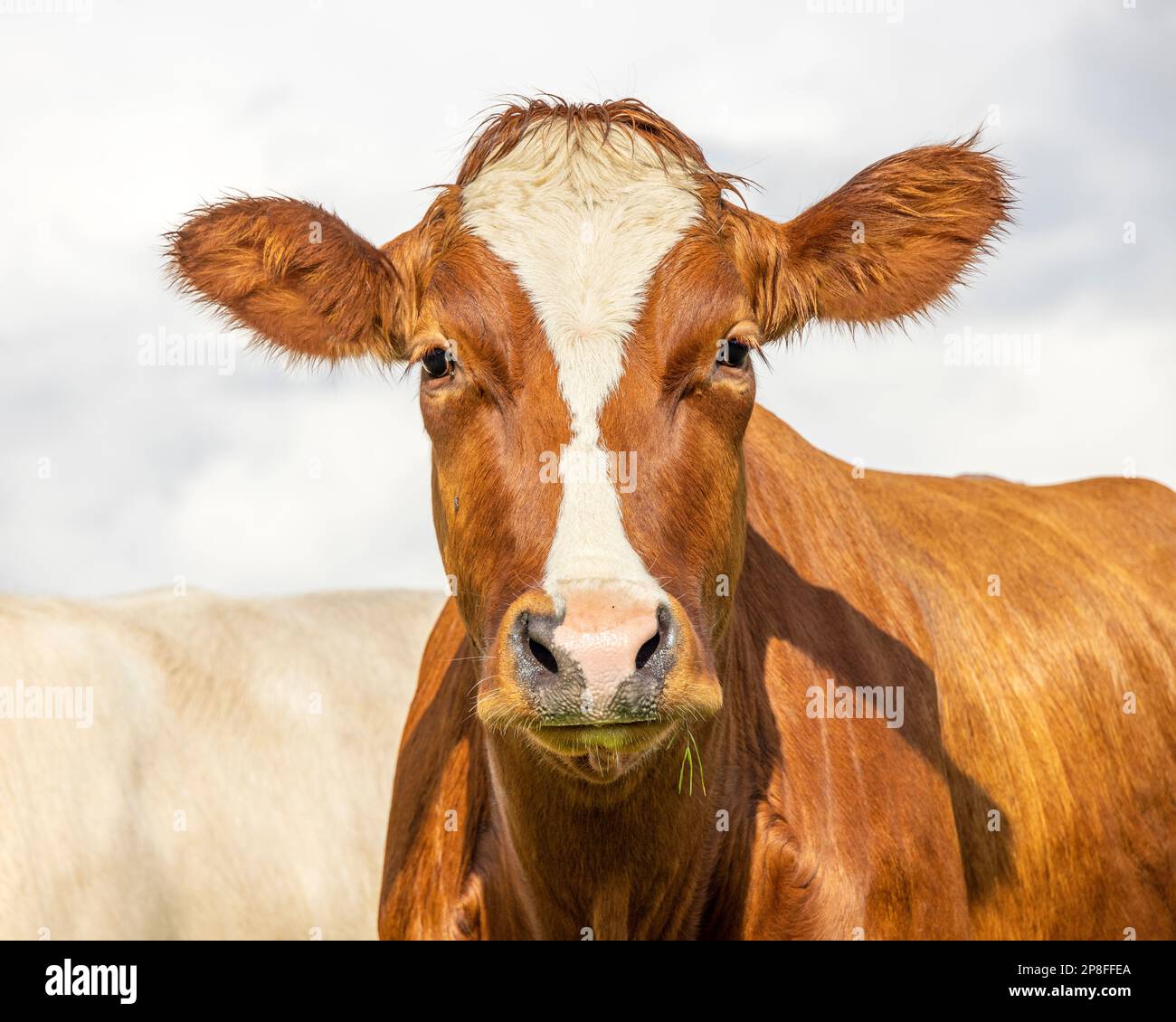 Milk cow portrait, a cute and calm red one, with white blaze, pink nose ...