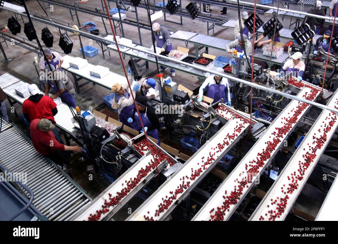 In this photo taken May 5, 2009, cherries are packed for shipping at ...