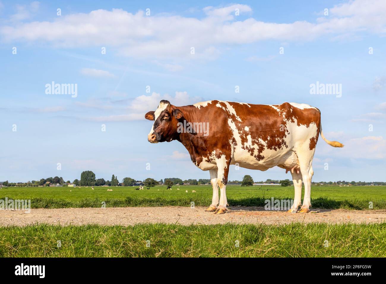 Cow standing on a path, side view a blue sky and horizon over land in ...