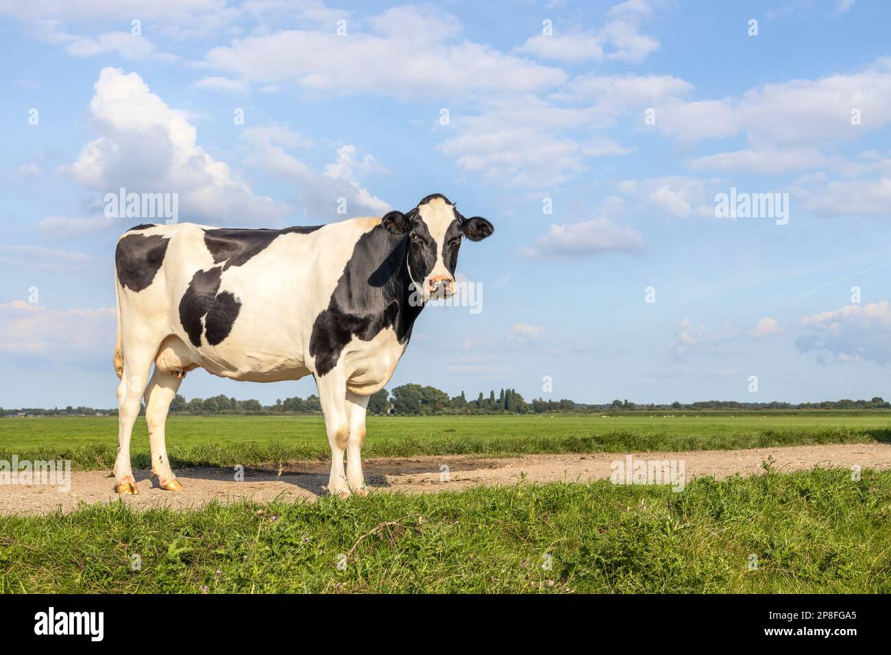 Sassy cow full length on a path in a field, black and white Holstein ...