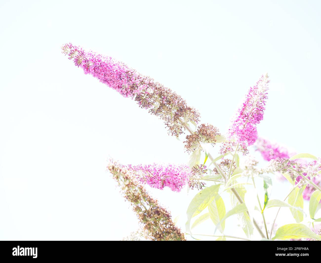 high key picture of pink buddleia flowers isolated against a white ...