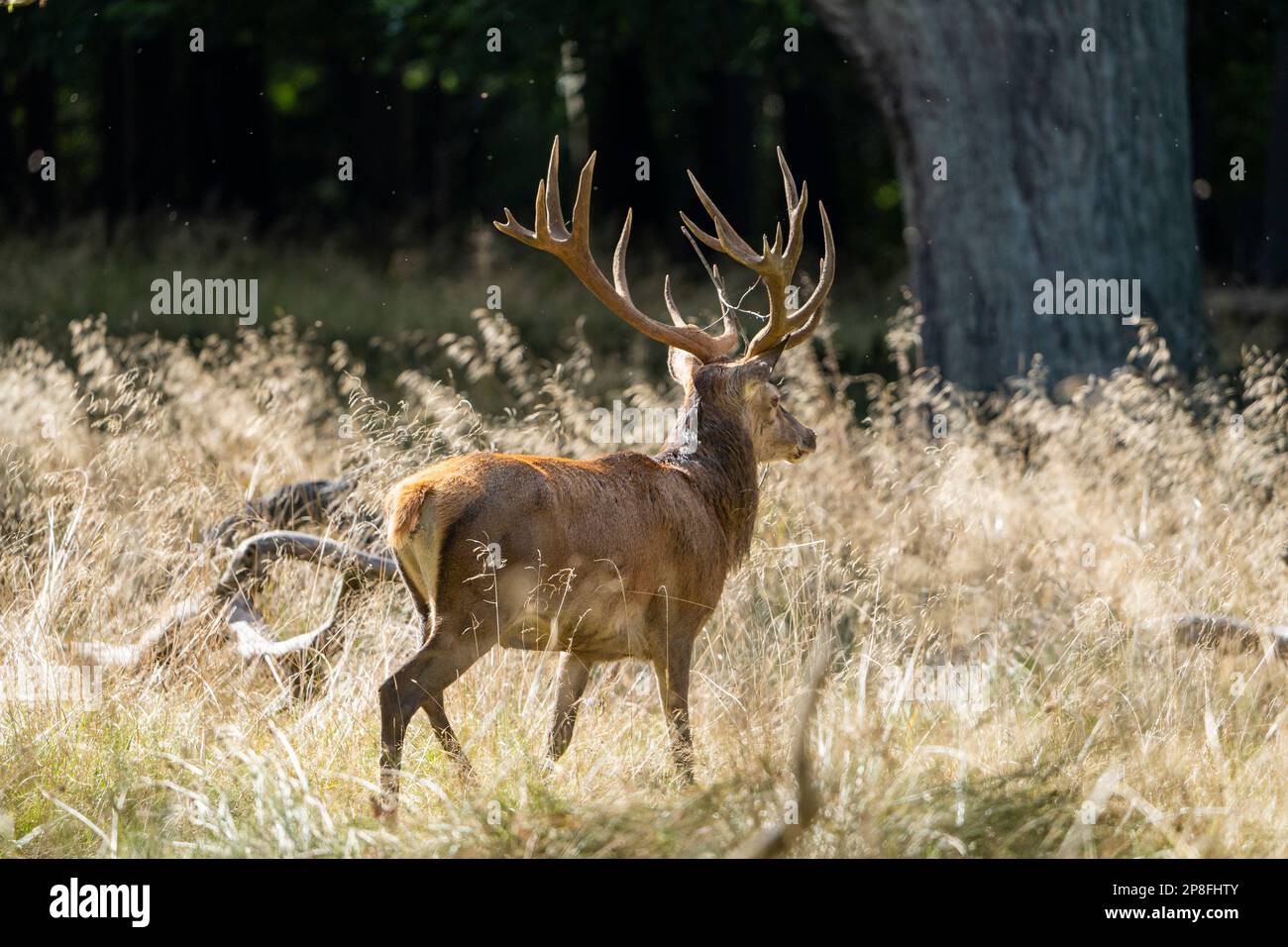 Adult deer can measure between 31 and 40 inches tall at the shoulder ...