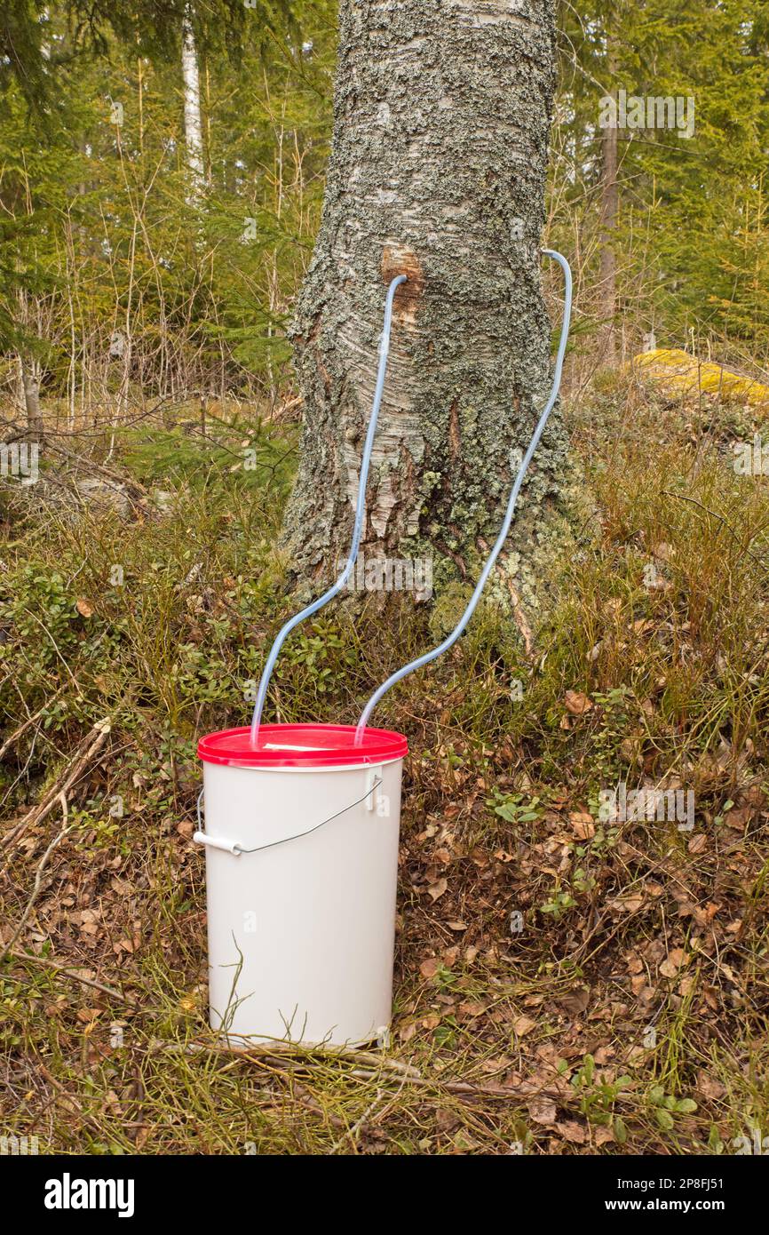 Birch sap collecting in a white plastic bucket with red cover in spring ...