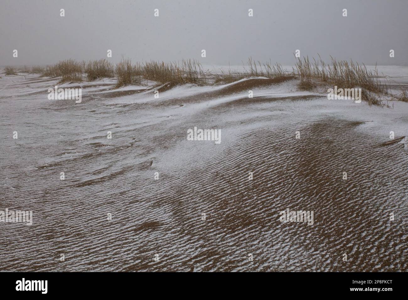 Sand dunes at the beach covered with falling snow in winter, Lohtaja ...