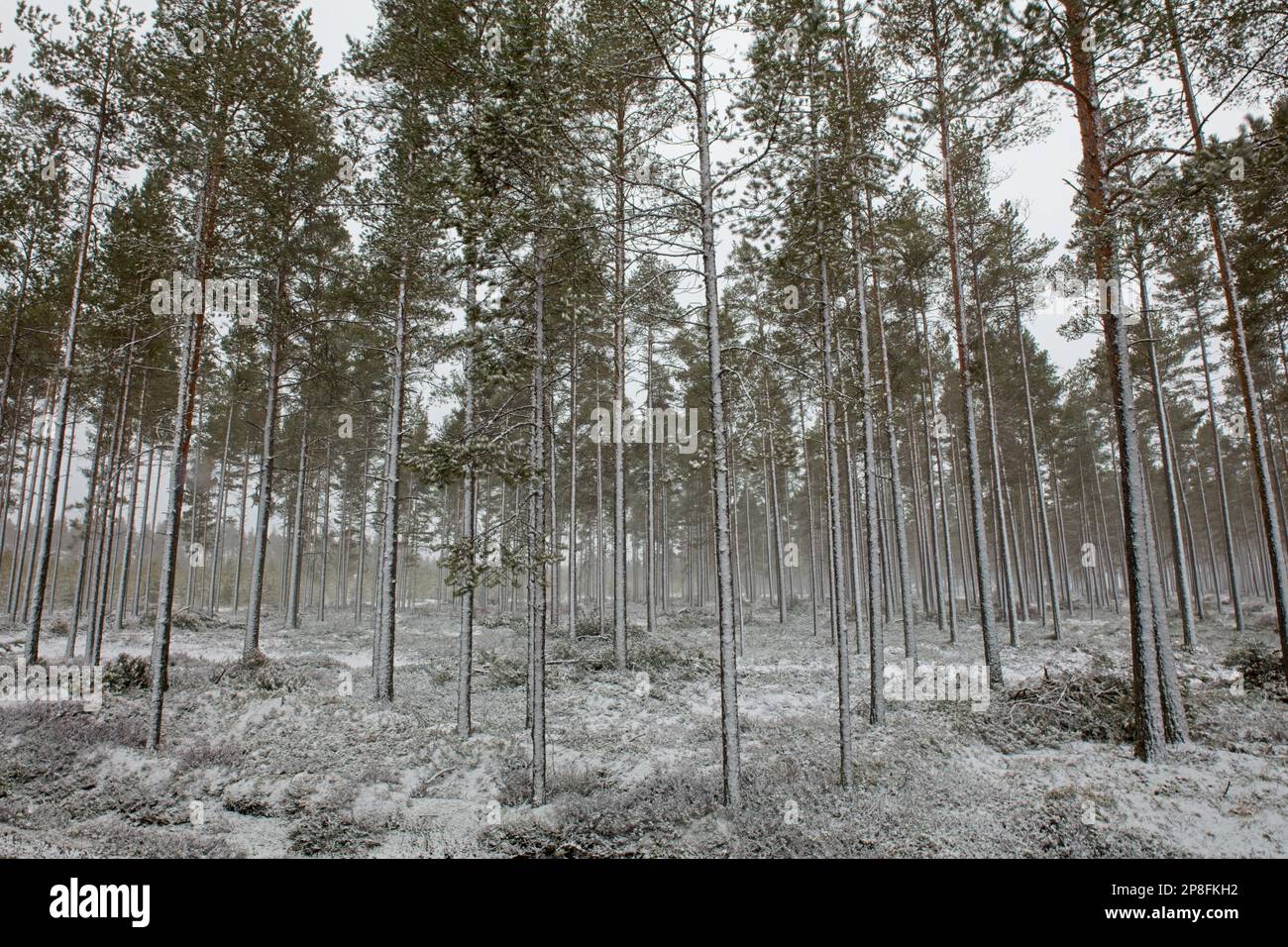 Tree trunks and ground covered with snow in windy winter weather ...