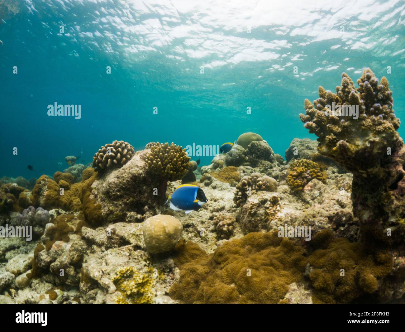 corals and tropical fish underwater sea life Stock Photo - Alamy