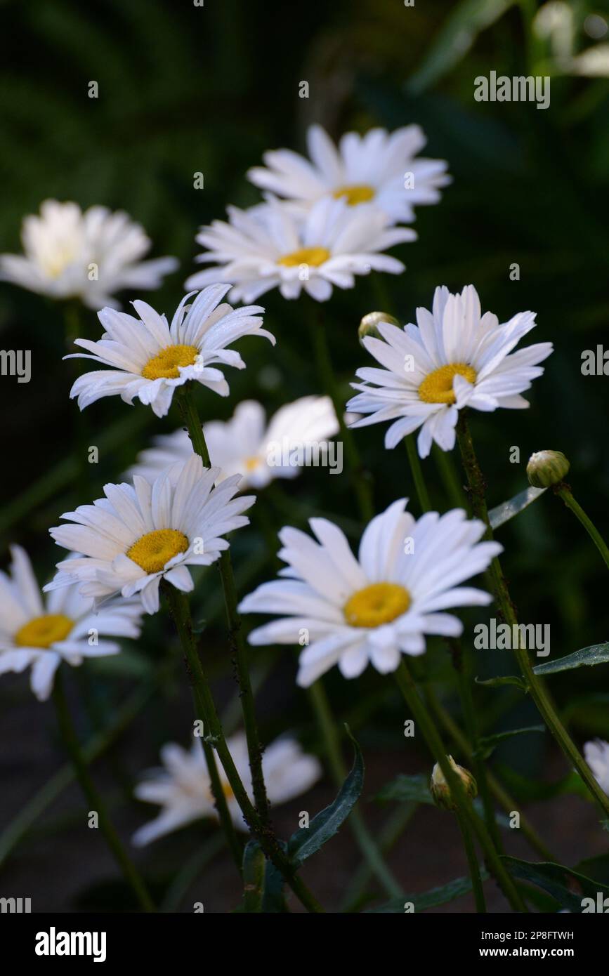 Leucanthemum white hi-res stock photography and images - Alamy