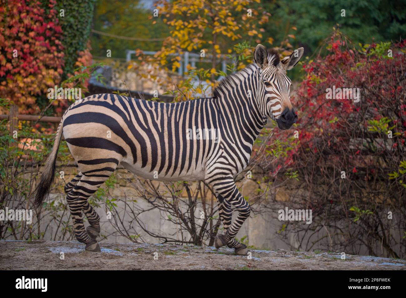 Digital zebra art hi-res stock photography and images - Alamy