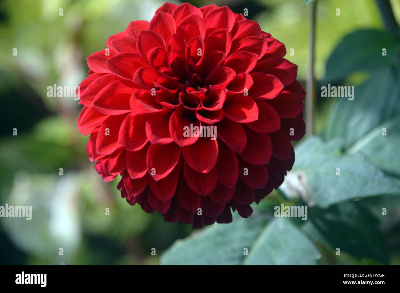 Single Small Red Dahlia 'Carstone Ruby' Flower grown at RHS Garden ...