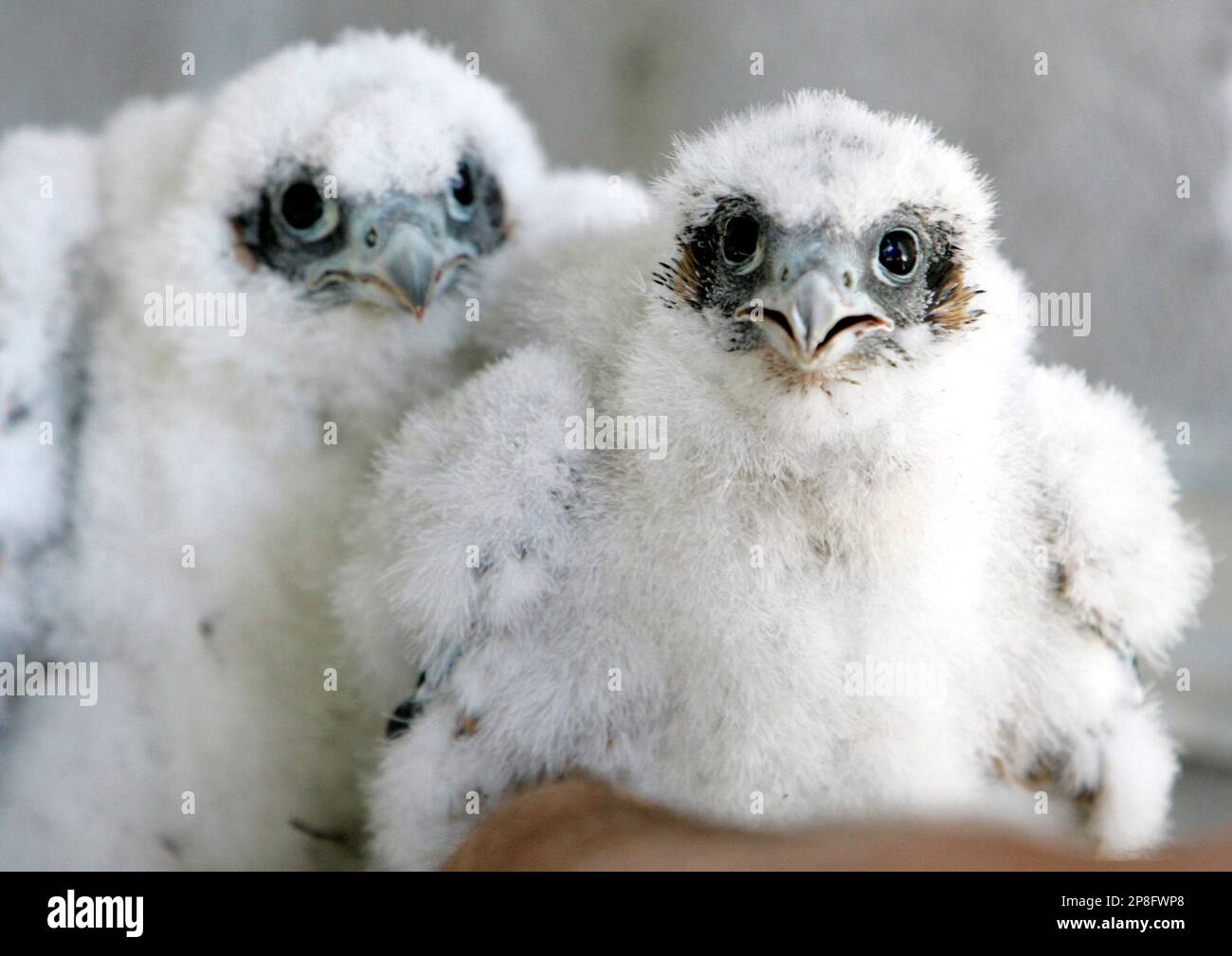 A pair of young peregrine falcons stare at University of California ...