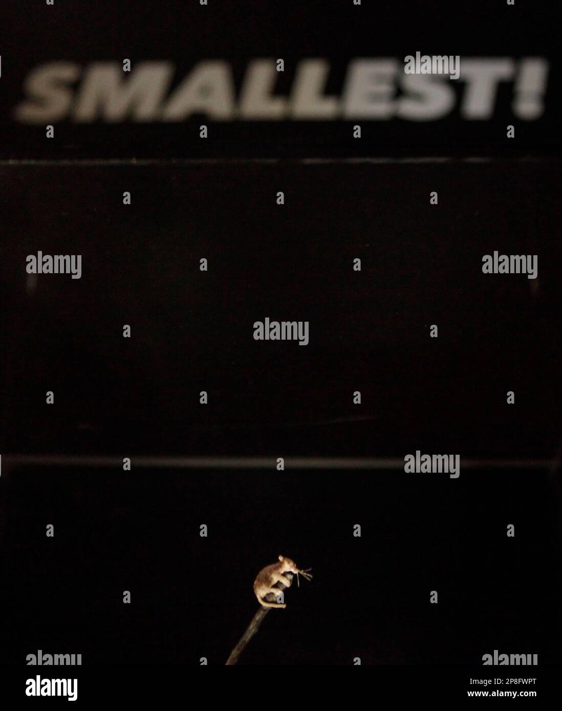 A model of the smallest mammal that ever lived, Batodonoides, is ...