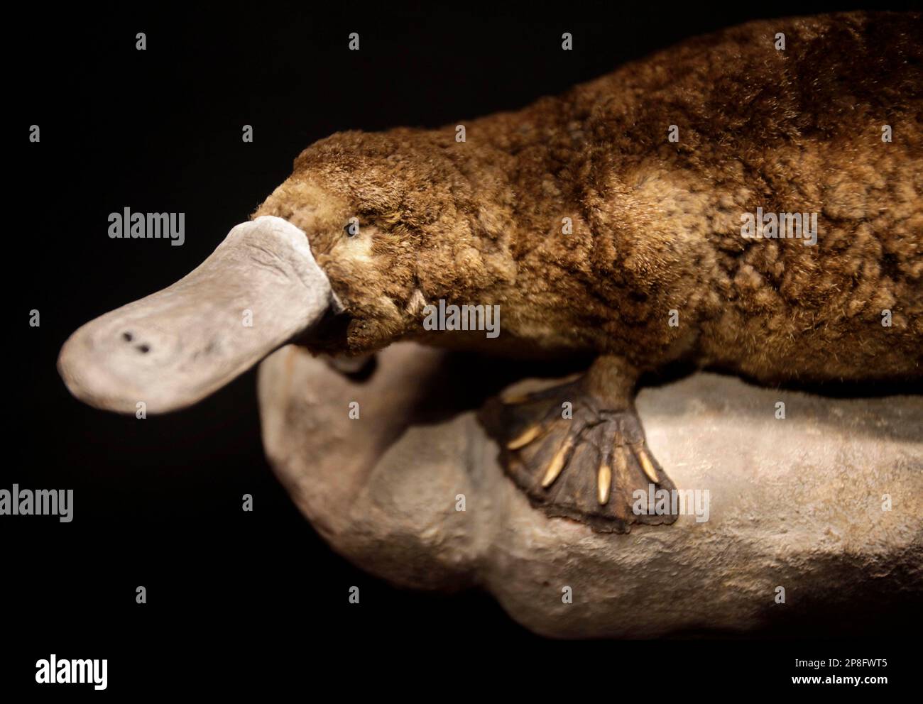 A platypus preserved by taxidermy is displayed in the new exhibit ...
