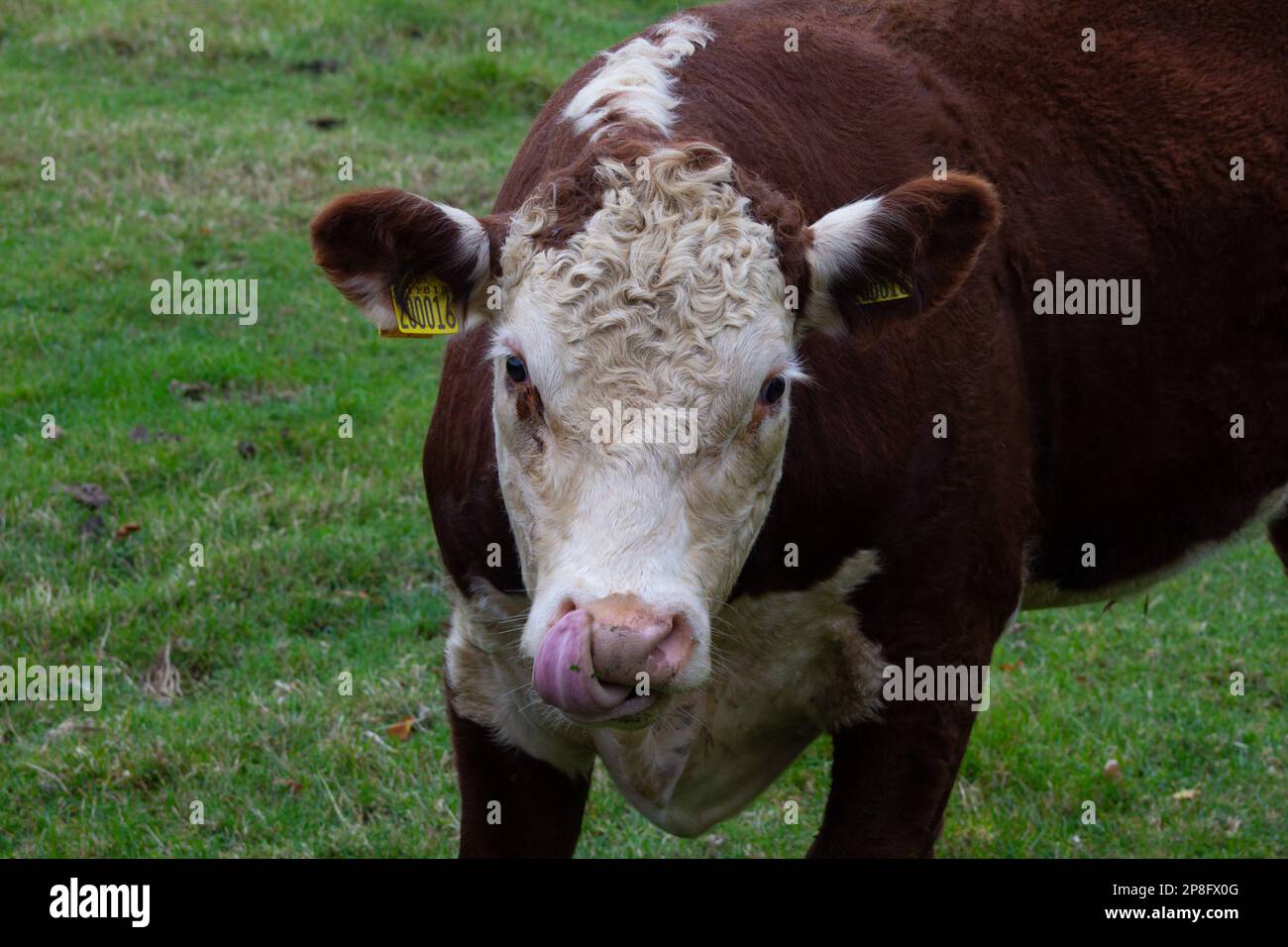 Hereford cow face hi-res stock photography and images - Alamy