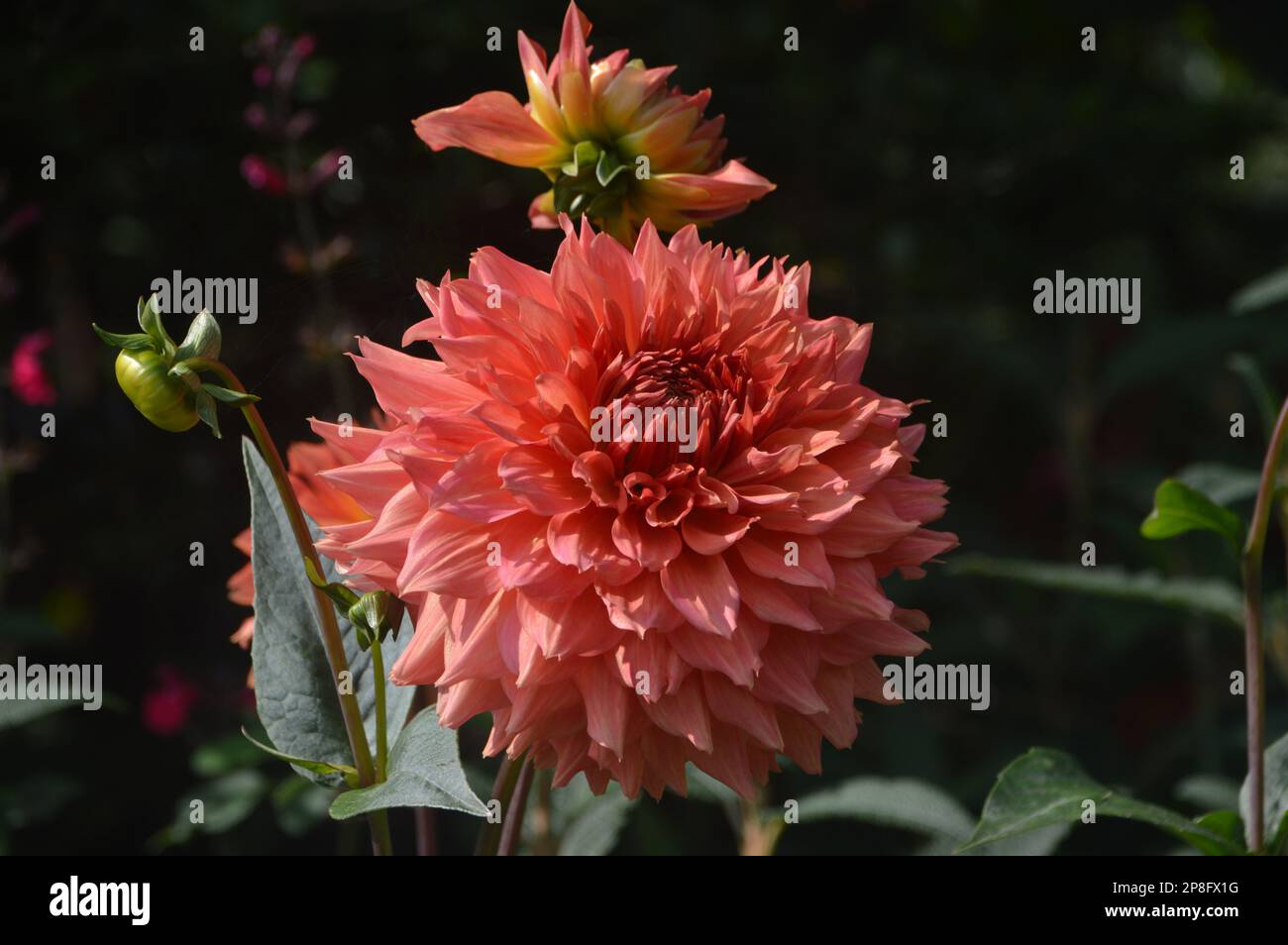 Single Bronze/Orange Dahlia Flower grown at RHS Garden Harlow Carr ...