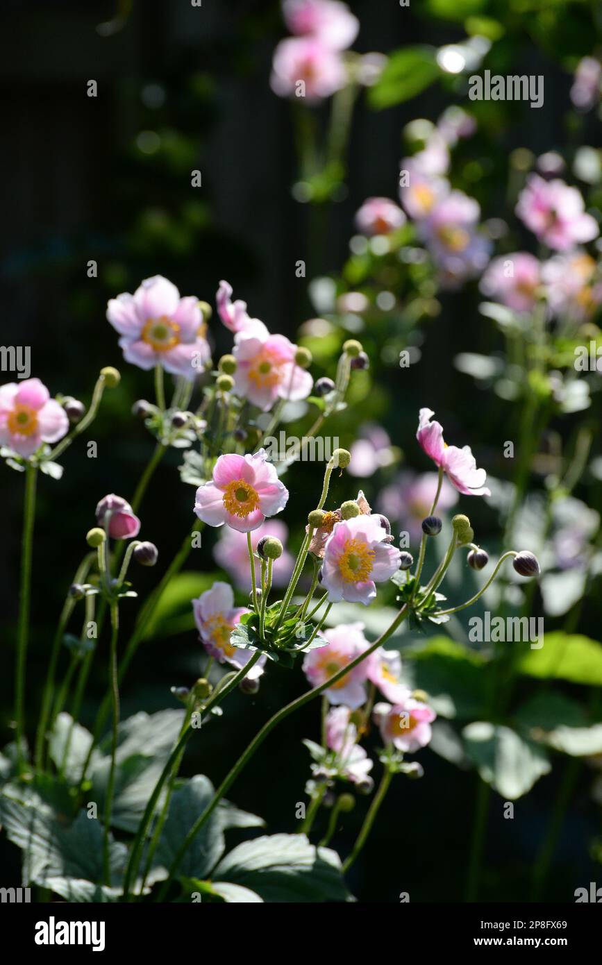 Japanese daisy hi-res stock photography and images - Alamy