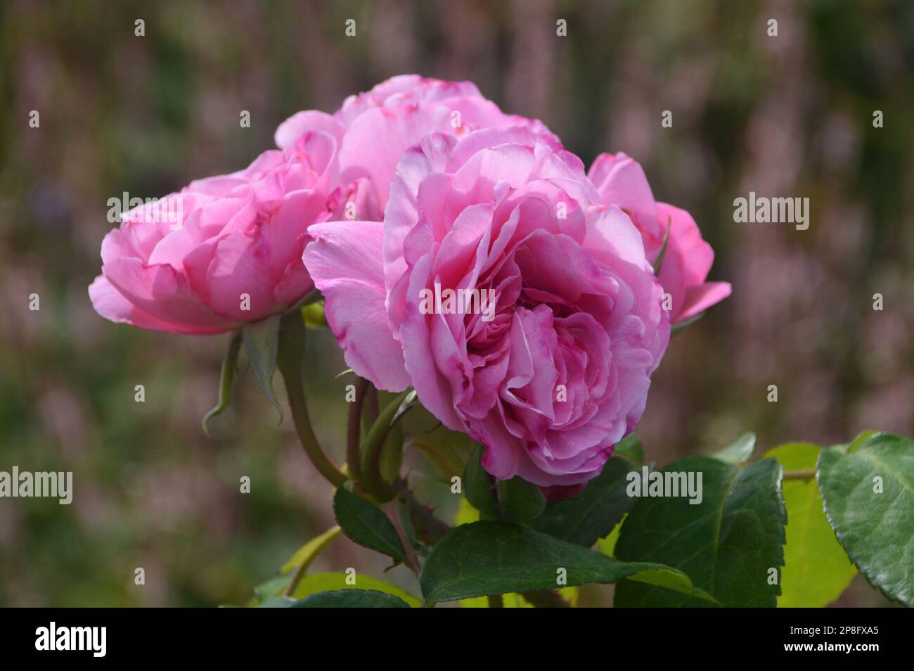 Pink David Austin Rosa 'Gertrude Jekyll' (English Shrub Rose) grown at ...