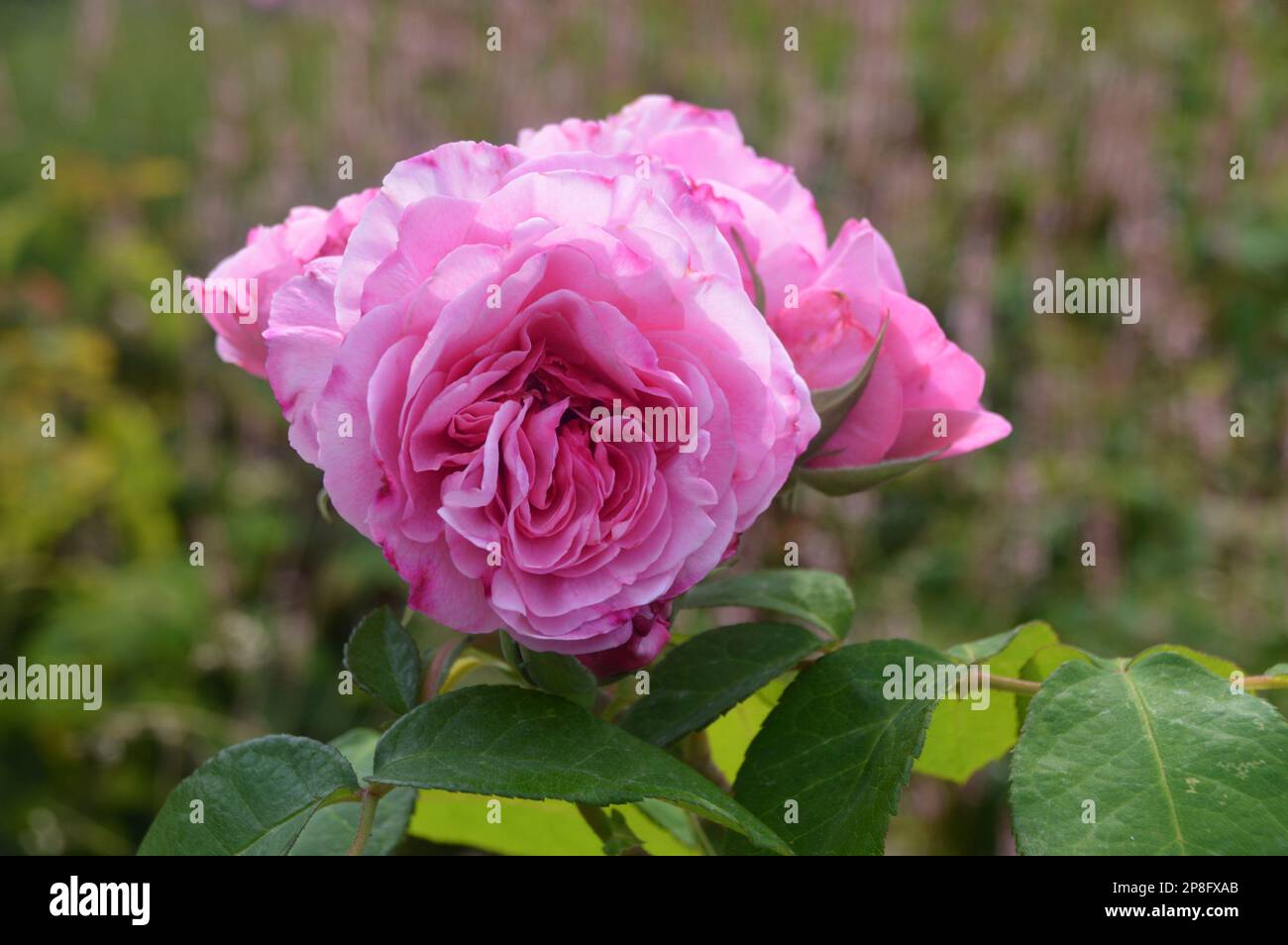 Pink David Austin Rosa 'Gertrude Jekyll' (English Shrub Rose) grown at ...