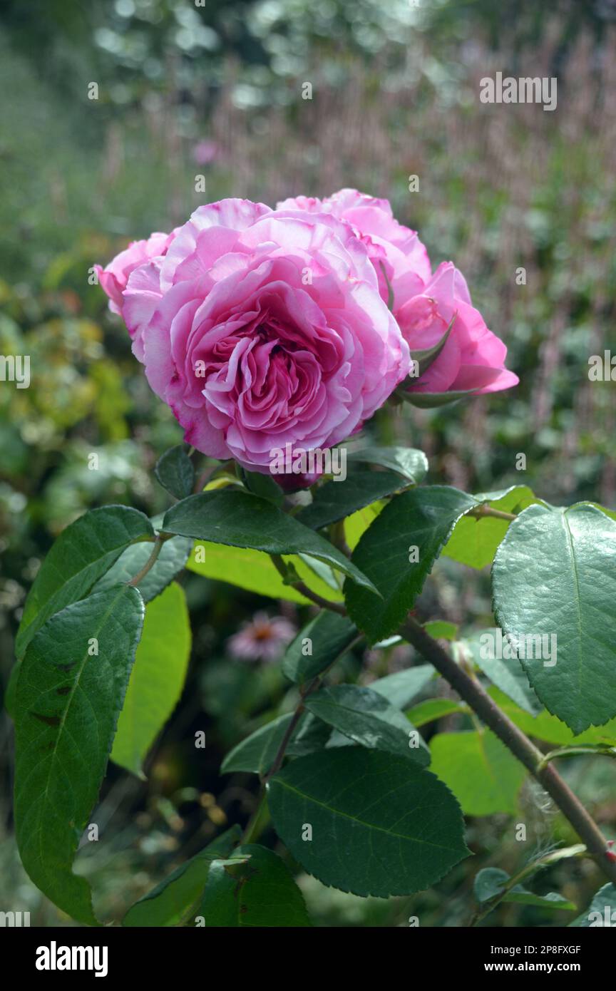 Pink David Austin Rosa 'Gertrude Jekyll' (English Shrub Rose) grown at ...