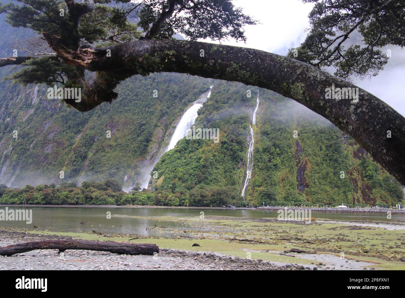 Tall overhanging tree hi-res stock photography and images - Alamy
