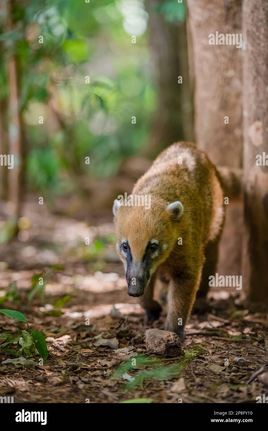 Coati in the forest Stock Photo - Alamy