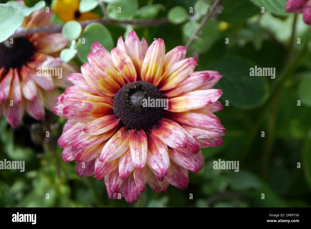 Single Pink/Orange Rudbeckia 'Sahara' (Coneflower) Flower grown in the ...