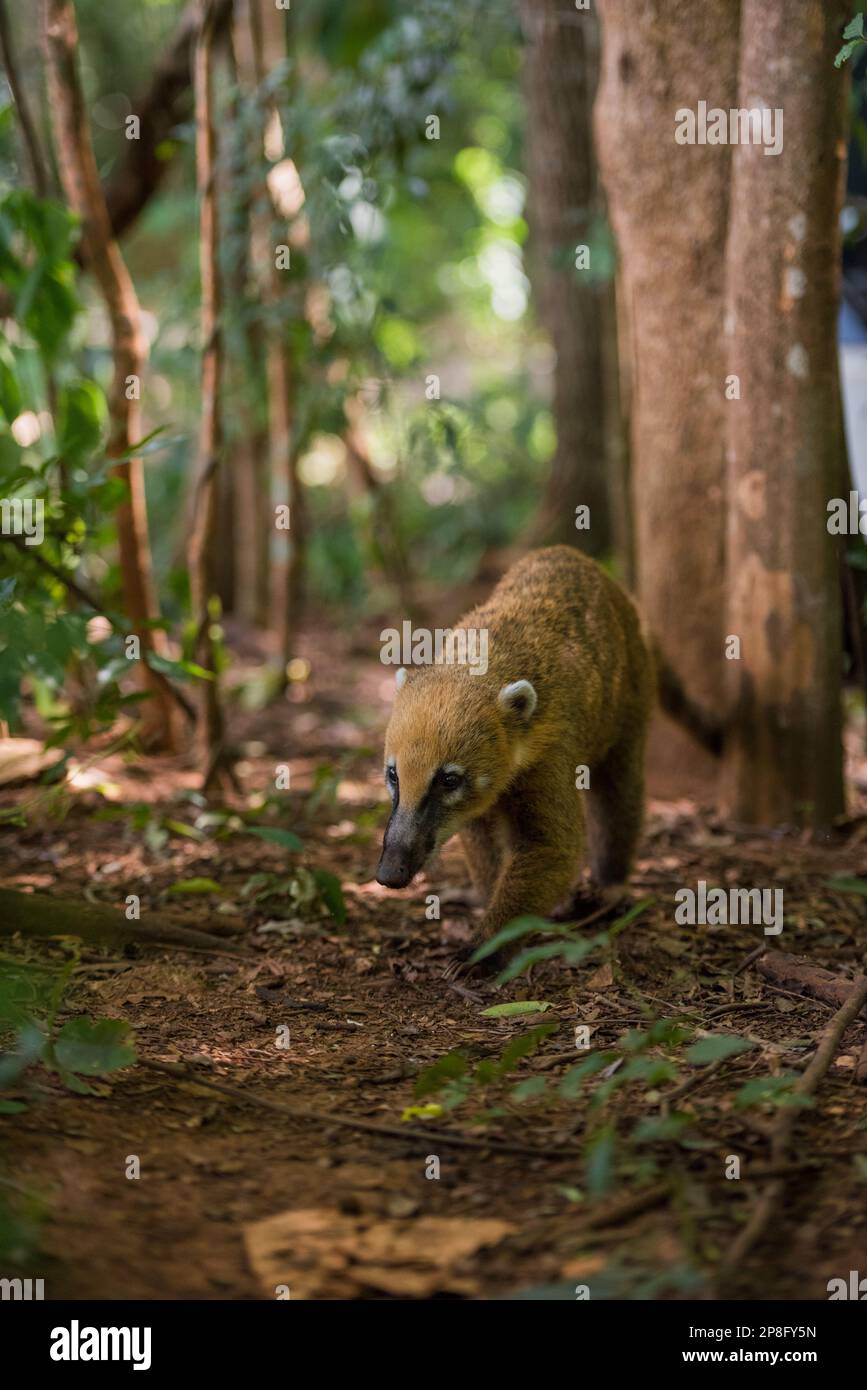 Coati in the forest Stock Photo - Alamy