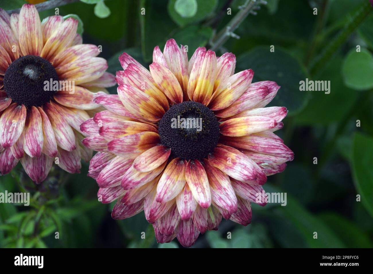Pair of Pink/Orange Rudbeckia 'Sahara' (Coneflower) Flower grown in the ...