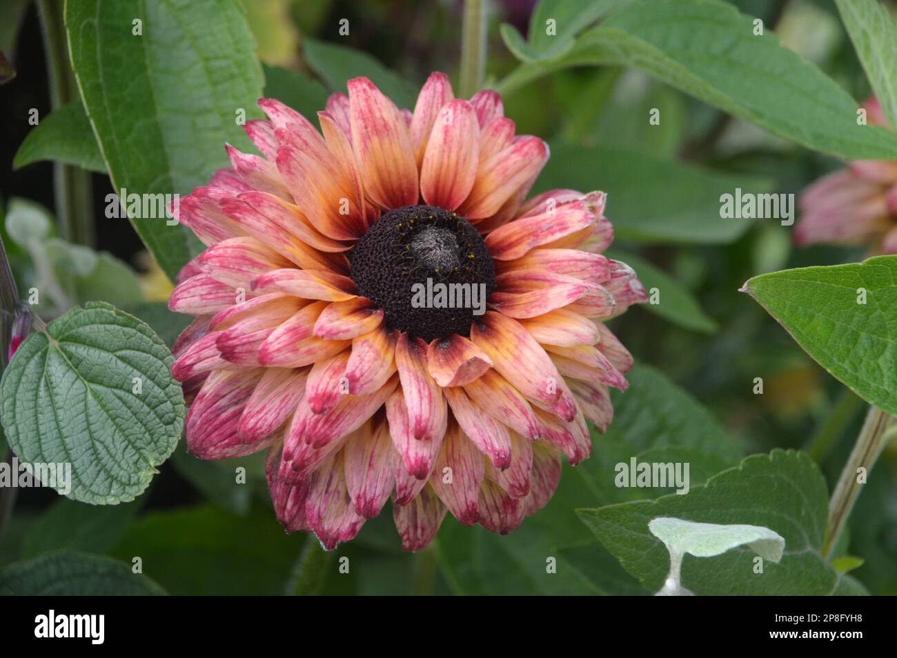 Single Pink/Orange Rudbeckia 'Sahara' (Coneflower) Flower grown in the ...