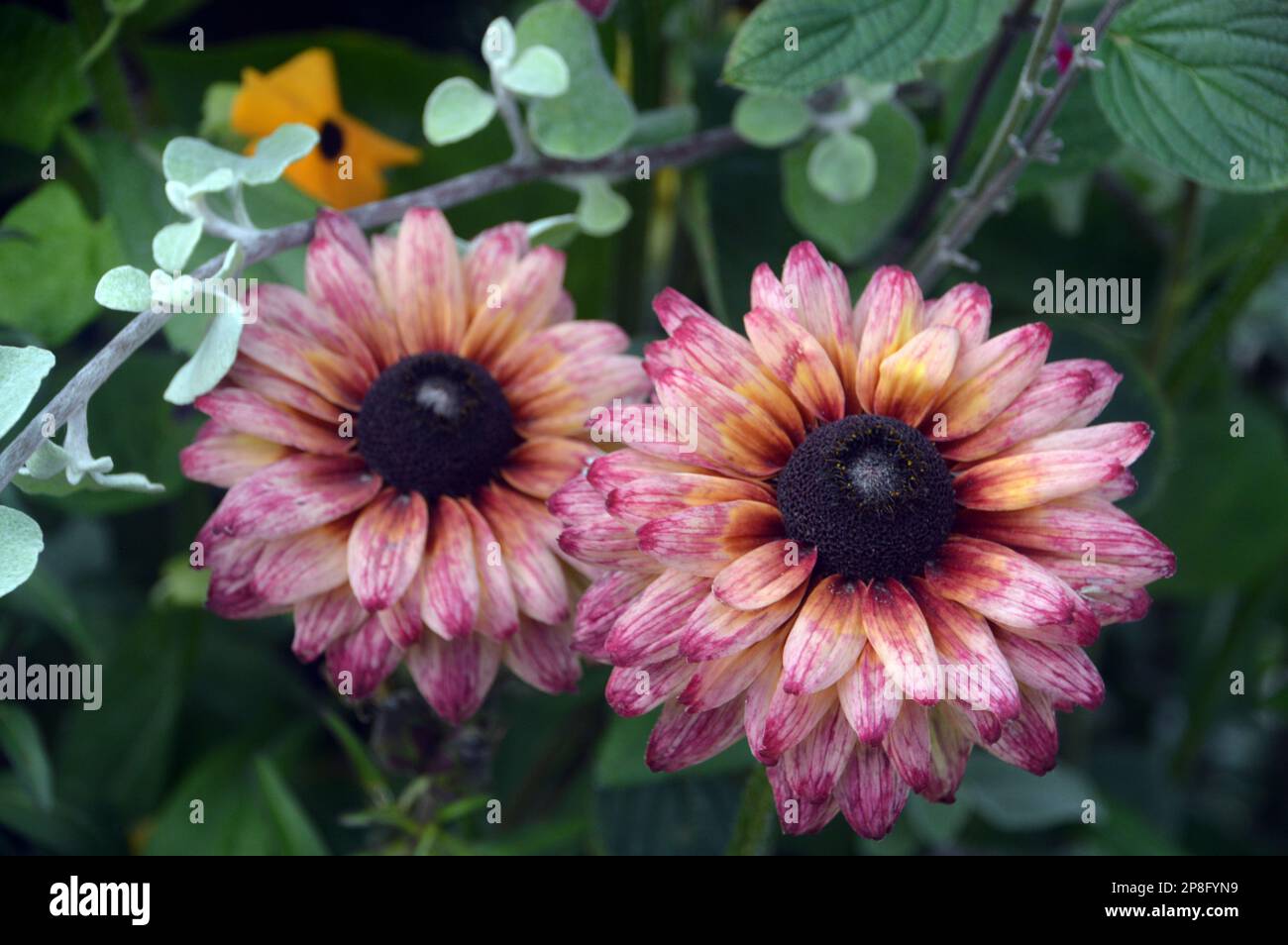 Pair of Pink/Orange Rudbeckia 'Sahara' (Coneflower) Flower grown in the ...