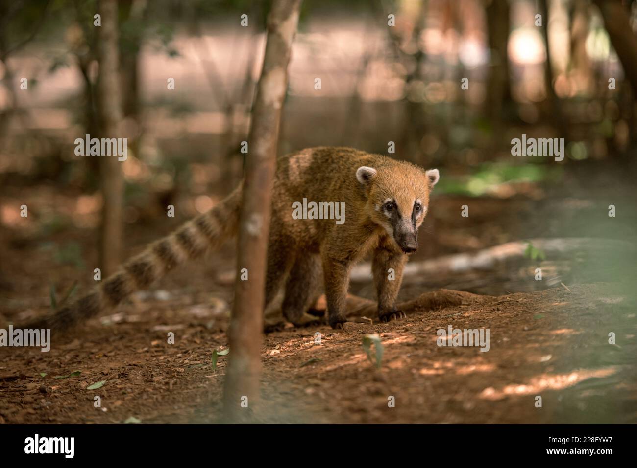 Coati in the forest Stock Photo - Alamy
