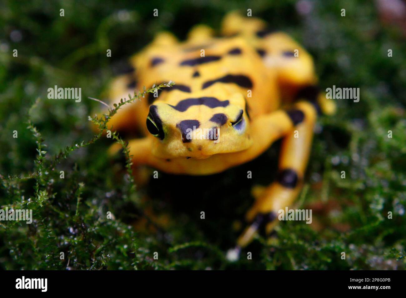 A Panamanian Golden Frog appears to wink at the National Zoo in ...