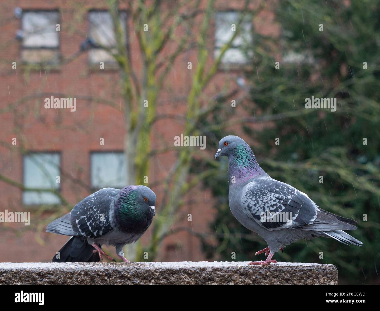 Flock of grey pigeons in the town park walking under the rain in spring ...