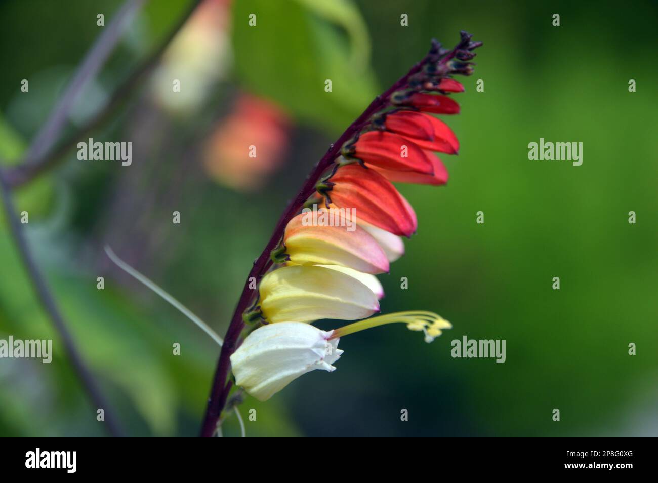Red/Yellow/Cream Climber Ipomoea lobata (Spanish Flag) Flowering Vine ...