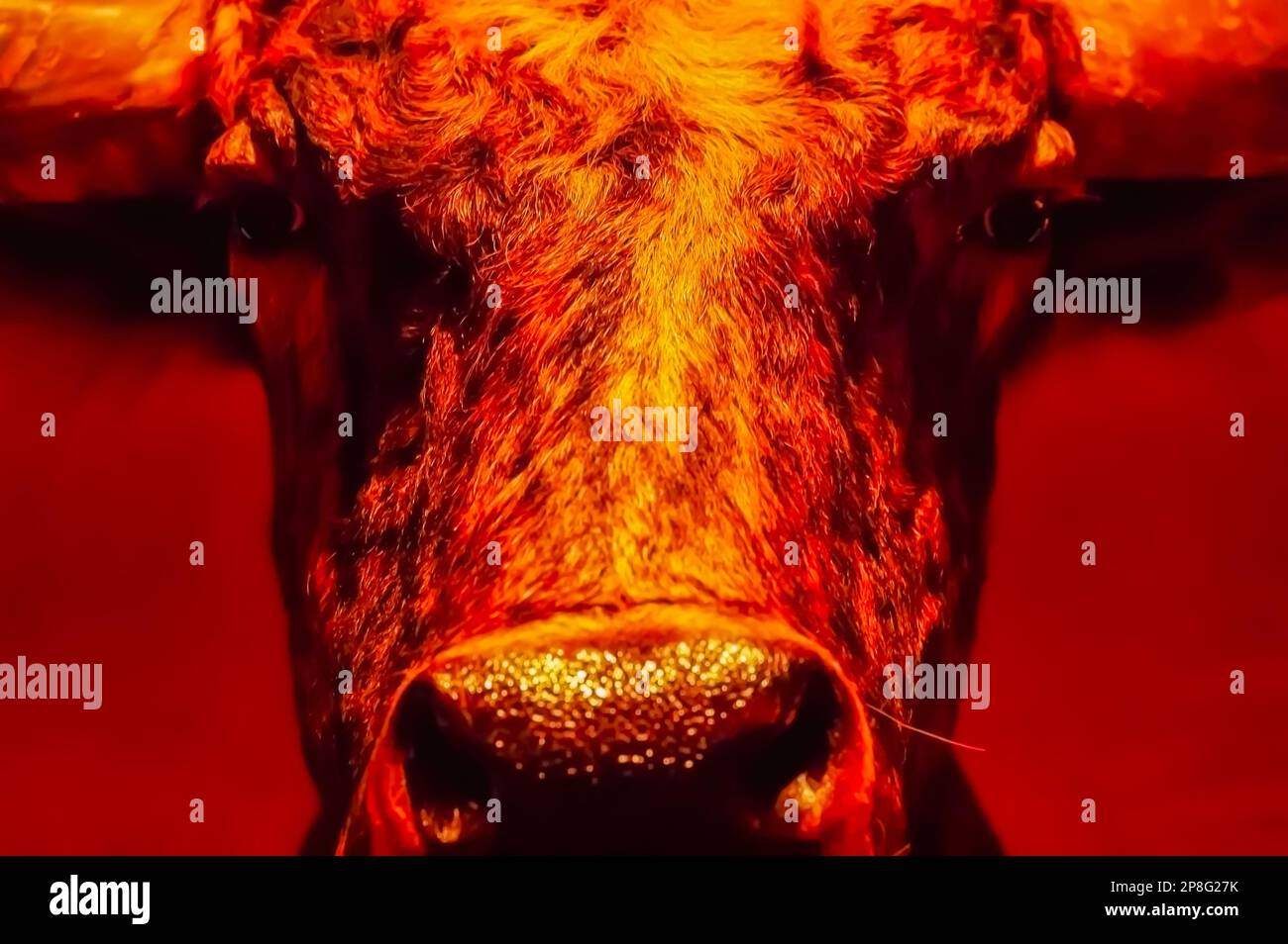 A stuffed head of an animal, specifically a stuffed head of a bull ...