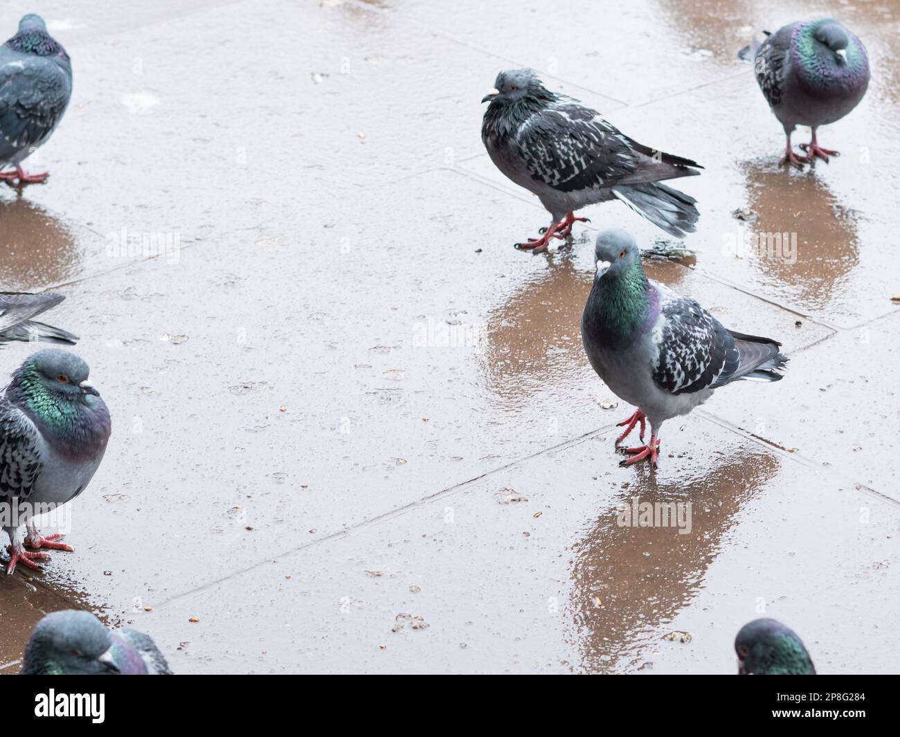 Flock of grey pigeons in the town park walking under the rain in spring ...