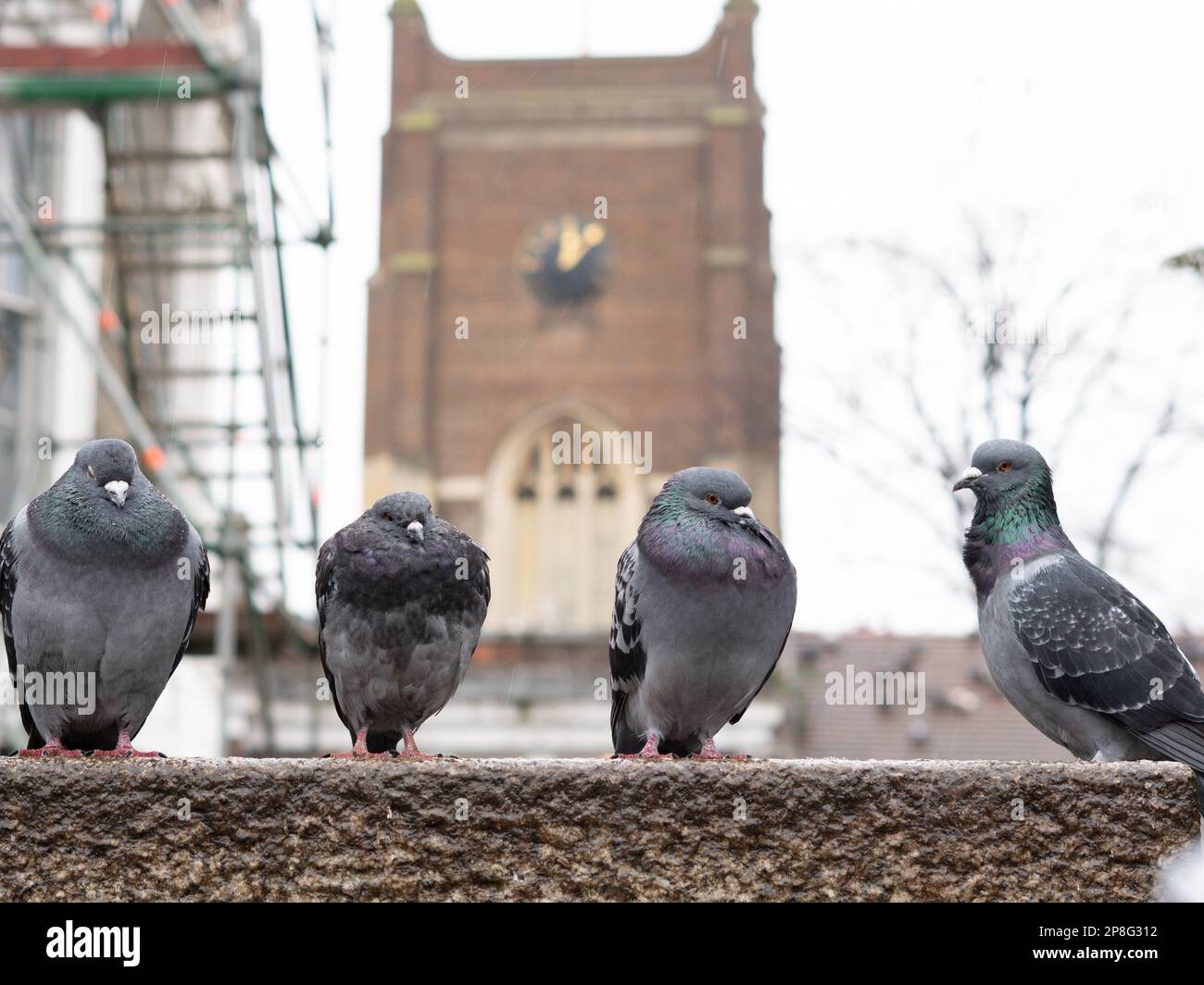 Flock of grey pigeons in the town park walking under the rain in spring ...