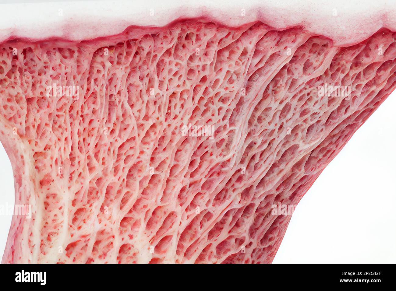 Histology of olfactory epithelium hi-res stock photography and images ...