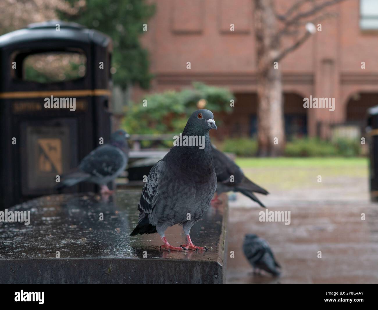 Flock of grey pigeons in the town park walking under the rain in spring ...