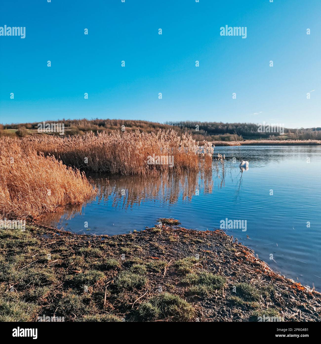Beautiful scene featuring swan hi-res stock photography and images - Alamy